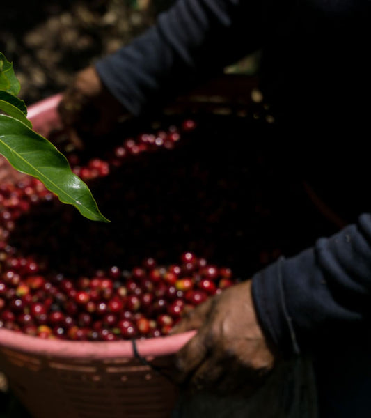 Cours #1 Introduction au monde du café – La Maison Smith